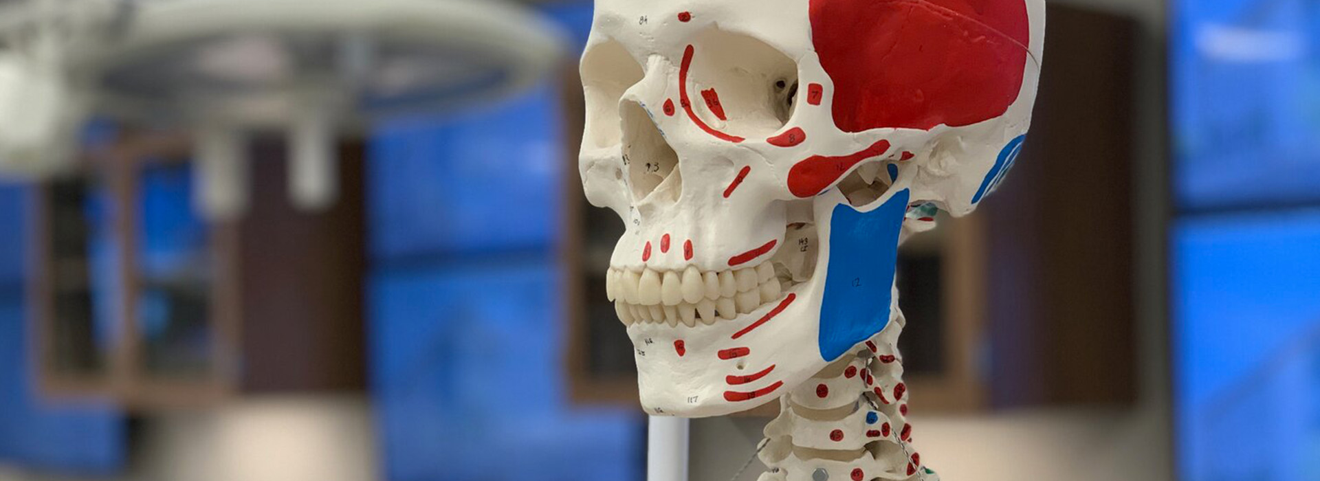 Anatomy Lab Expansion Enhances Student Experience | ICOM